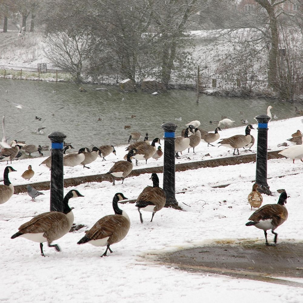Cast Iron Manchester Bollard – Express | Bollards.co.uk